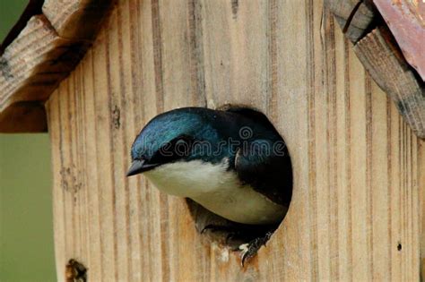 Male Tree Swallow Inspecting Nest Box Stock Photo Image Of Green Wildlife 142344974