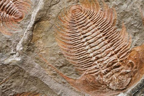 40 Facts About Fossils