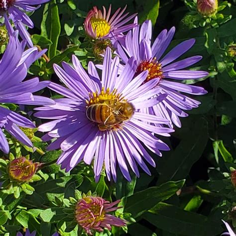 Twilight Sky Aster Plant Addicts