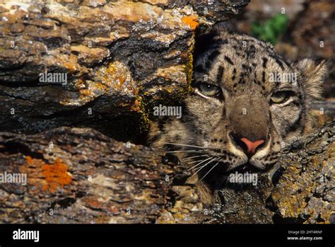 Snow Leopard Panthera Uncia Hiding Among Rocksnative To Mountains