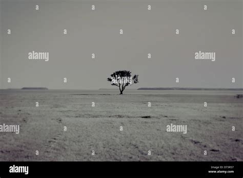 Tree At The Beach Landscape Ocean Stock Photo Alamy