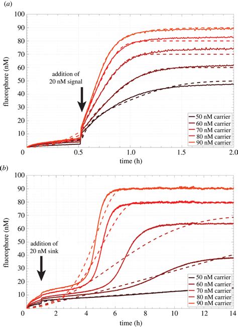 Perturbation Of Amplification During Thresholding Solid Lines Download Scientific Diagram