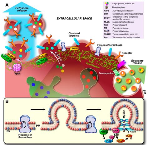 Extracellular Vesicles