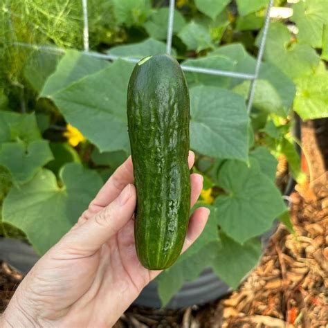 34 Mini Vegetables That Are Adorable And Edible