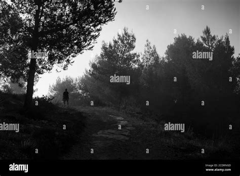 A Man Walking On A Forest Path On A Foggy Day In This Monochromatic Photograph Stock Photo Alamy