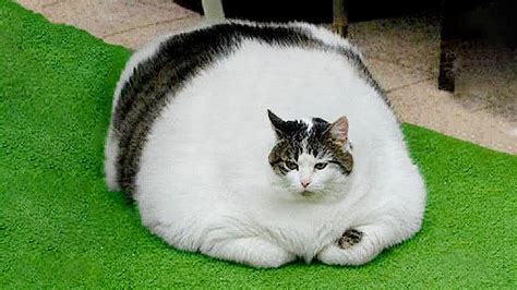 Самые смешные животные Приколы с котами и собаками 2023 La 136 Youtube