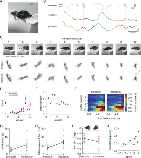 Distance Estimation From Monocular Cues In An Ethological Visuomotor Task Elife