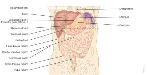 Abdominal Cavity Anatomy Cadaver