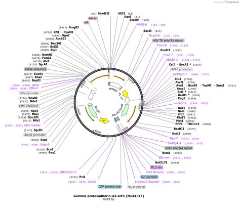 Addgene Gamma Protocadherin A3 Scfv N14417