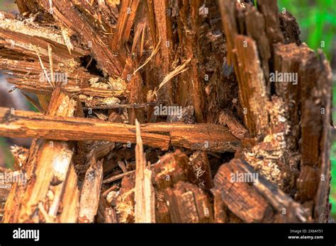A Detailed Close Up Of A Wrecked Dead Tree Trunk Revealing The Intricate Textures And Patterns