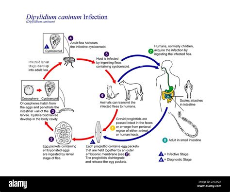 Life Cycle Of Tapeworm Diagram