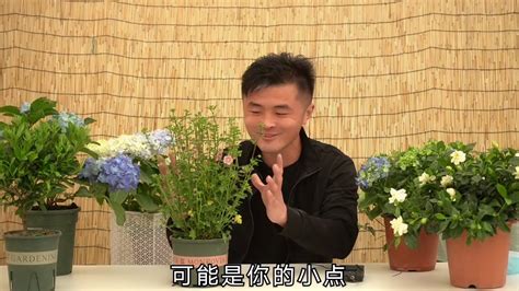 【老花医】网红小木槿为何长不好？那是你没做对这两点，学会之后比牡丹漂亮 Youtube