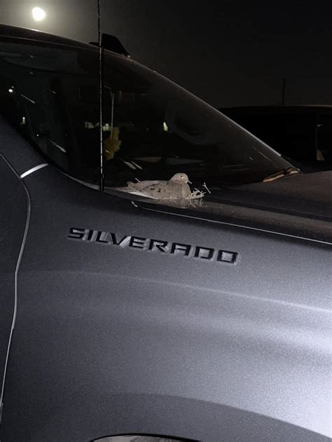 Dove Nested On My Truck Guess I Cant Go Anywhere For 20 Days Rornithology