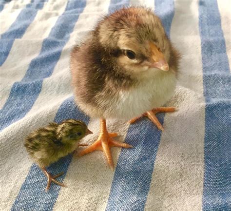 Button Quails