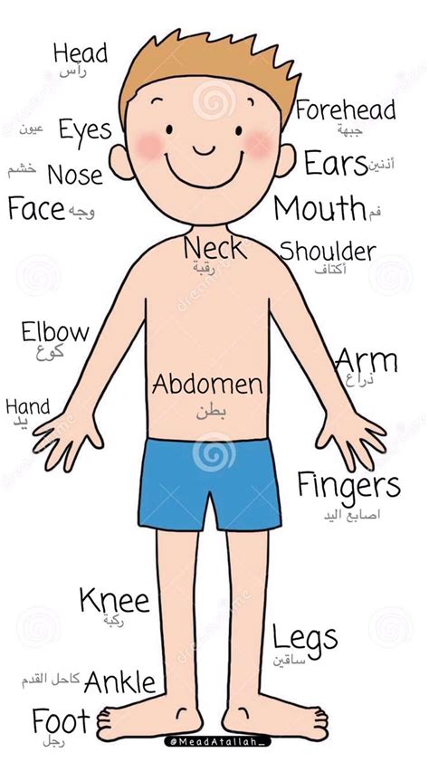 حاسوب محمول السلطة سفينة حربية اعضاء الجسم بالانجليزي مترجم بالعربي
