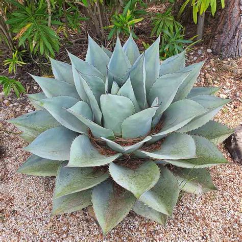 Agave Havardiana Le Chatel Des Vivaces