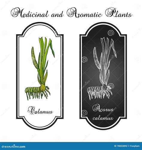 Leaves And Root Of Acorus Calamus Stock Vector Illustration Of