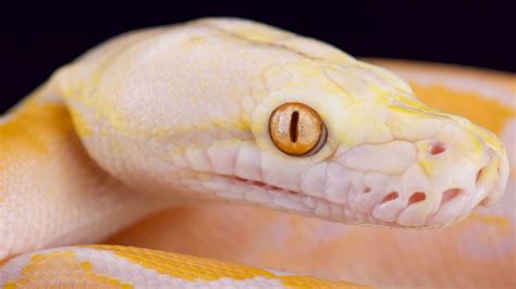Albino Reticulated Python