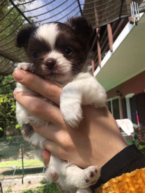 💎💎lovely Sprites Igor Lovely Sprites Chihuahuas Kennel