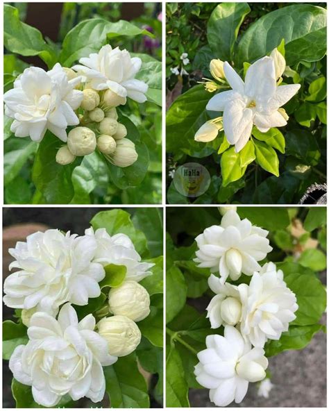 หลิว อาจารียา สวย น่ารัก🥰🥰 สาวสวย นางแบบ น่ารัก หุ่นดี ดารา ทีเด็ดดารา Facebook