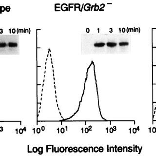 Expression And Autophosphorylation Of Egfr Cell Surface Expression Of Download Scientific
