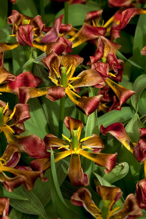 최고의 백합화 사진 · 100 무료 다운로드 · Pexels 스톡 사진