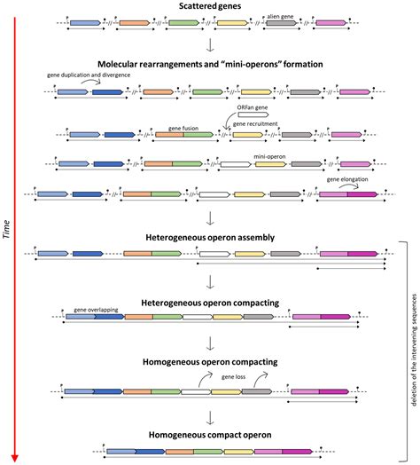 The Operon As A Conundrum Of Gene Dynamics And Biochemical Constraints What We Have Learned