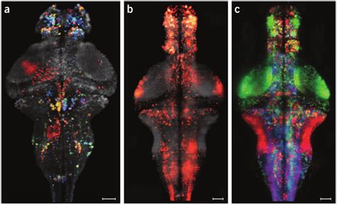 32 Whole Brain Activity Recorded With A Light Sheet Microscope A