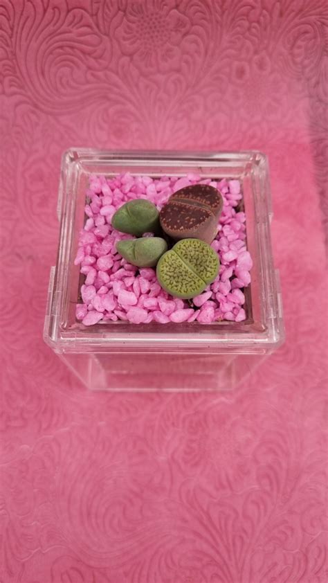 김제에서 다육이아트 체험하고 왔어요~아리랑다육정원 네이버 블로그