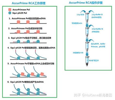 无需引物的滚环扩增技术——trueprime Rca 知乎