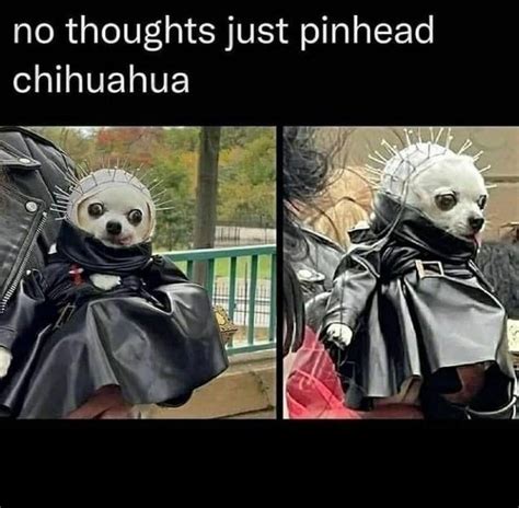 Thought This Was Funny R Hellraiser