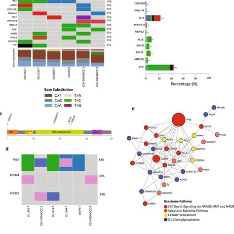 Fa Hnscc Copy Number Expression Correlation Analysis Elevated Copy Download Scientific Diagram