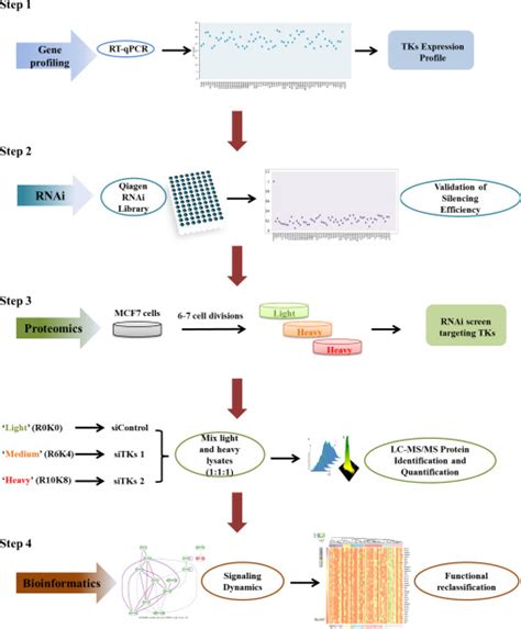 Workflow Of The Experimental Design Firstly The Gene Expression Of