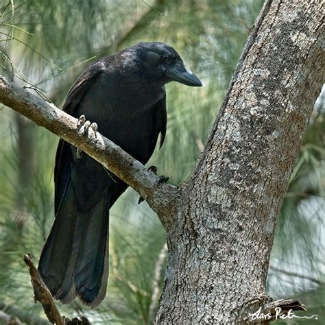 New Caledonian Crow New Caledonia Bird Images From Foreign Trips Gallery My World Of