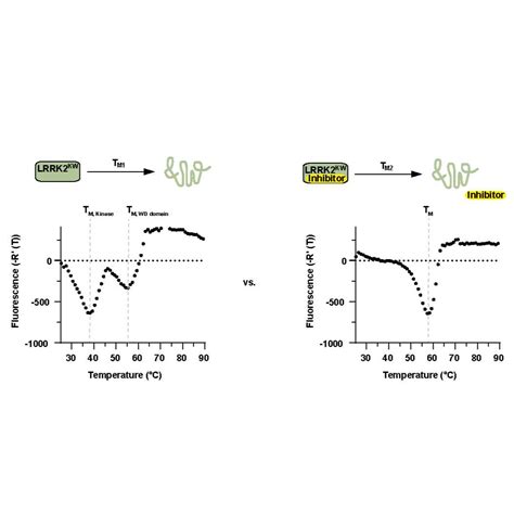 Lrrk2 Thermal Shift Assay