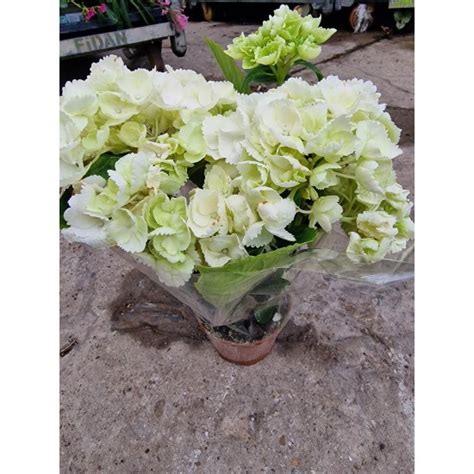 Хортензия бяла от Plants Bg с отлична цена