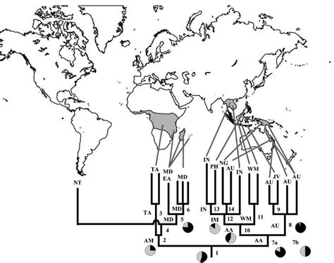 Distribution And Phylogeny Of The Genus Platycerium