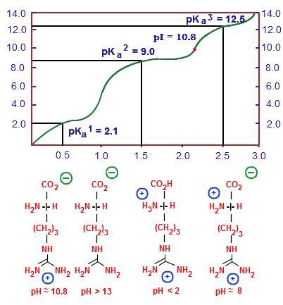 Titration Curve Of Arginine Biochemistry Arginine Amino Acids Hot Sex Picture