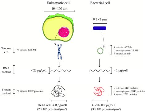 macromolecular differences between cells of eukaryotic and bacterial
