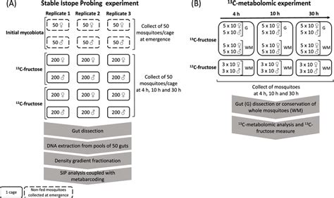 Schematic Visualization Of The Overall Experiment A Experimental Download Scientific Diagram
