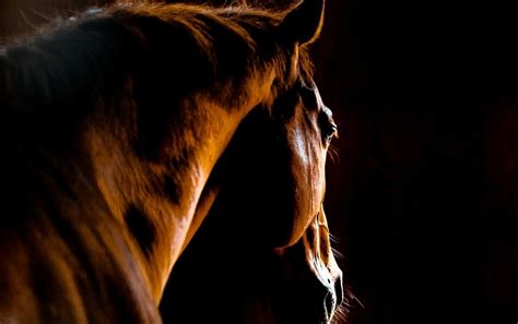 These Countries Are Into Sex With Animals Photos