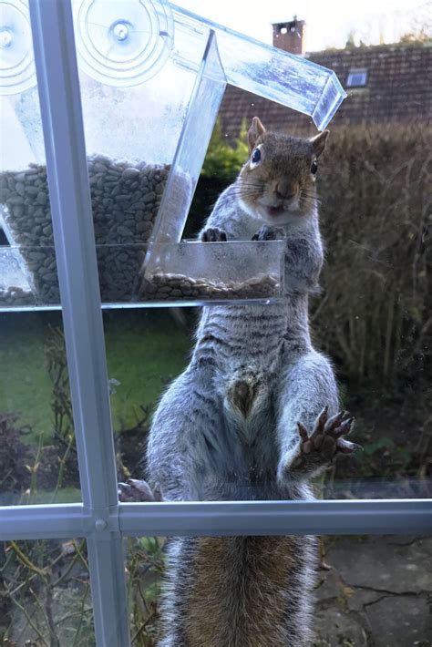 A Cheeky Squirrel By Christophera Ephotozine