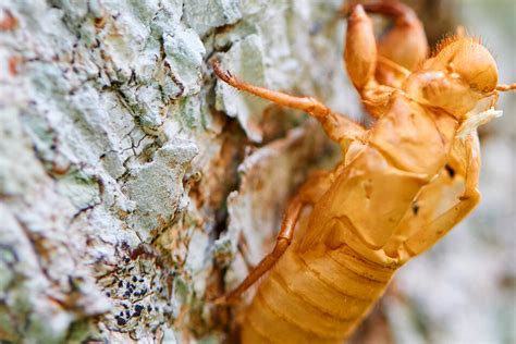 Cicada Geddon Is Coming Spring To Welcome Trillions Of Bugs