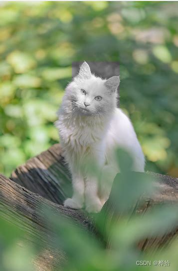 Opencv Bgr转灰度图像后，再转bgr，仍为灰色图片opencv Gray2rgb Csdn博客