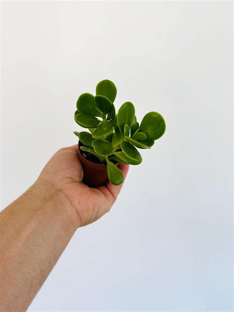 Trailing Skeleton Jade Peperomia Rotundifolia Skeleton Gothic Houseplants Live Plant In 2 Or 4