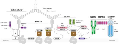 General Organization Of The Eukaryotic Escrt System And Its Connection