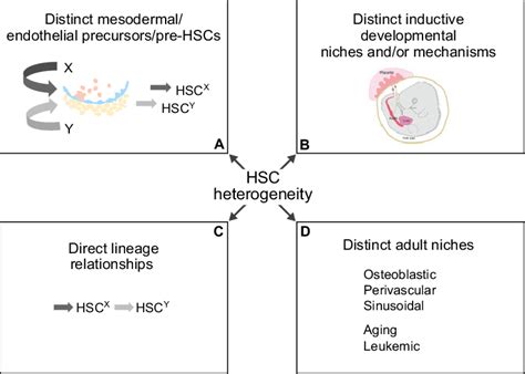 Possible Ways In Which Hematopoietic Stem Cell Hsc Heterogeneity May Download Scientific