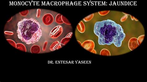 Monocyte Macrophage Systemmmmmmmmmmmmmmmm Pdf