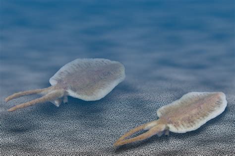 Nectocarispaleozoic Aquarium