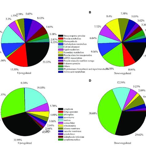 Functional Classification And Subcellular Localization Of All Download Scientific Diagram
